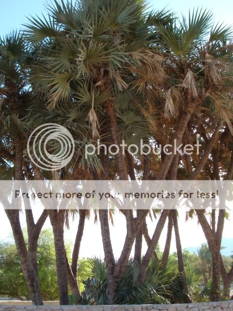 Gingerbread palm - DISCUSSING PALM TREES WORLDWIDE - PalmTalk