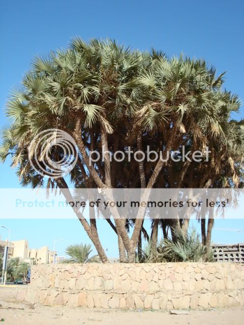 Gingerbread palm - DISCUSSING PALM TREES WORLDWIDE - PalmTalk